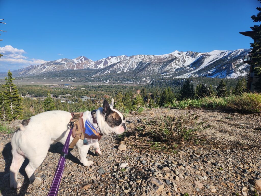 Dogs on Trail: Etiquette & Tips for a Pawsitive Adventure - TrekSierra ...